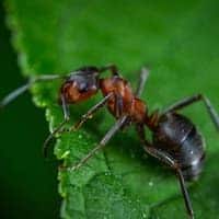 25 Unique Ants Dream Meaning | Dream Guide Hub
