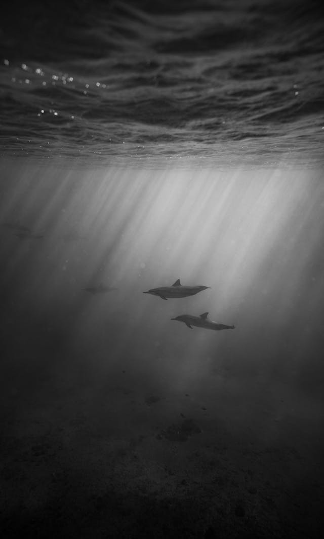 12 Unique Dolphin Dream Meaning | Dream Guide Hub